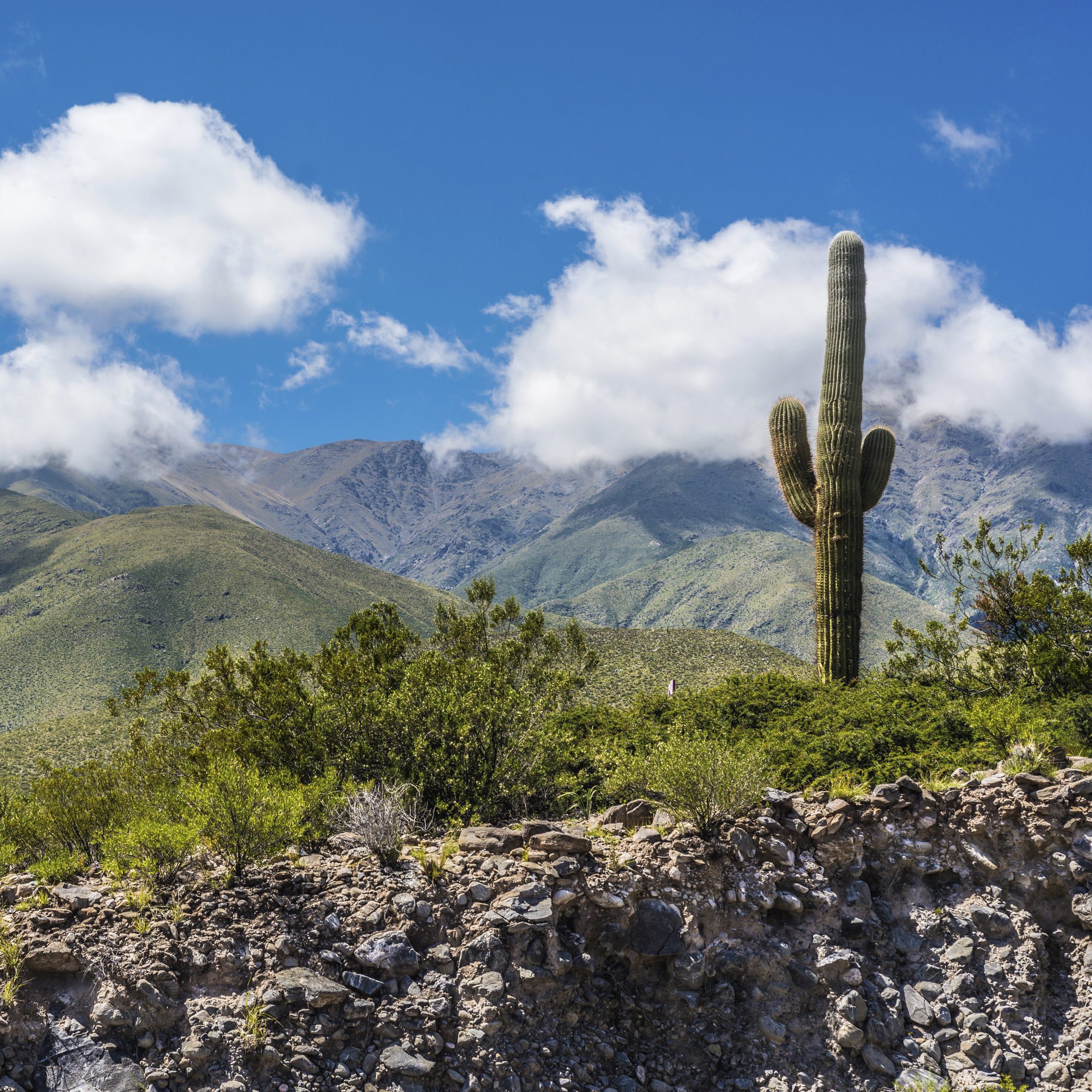 Tucumán - Argentinos por la Educación